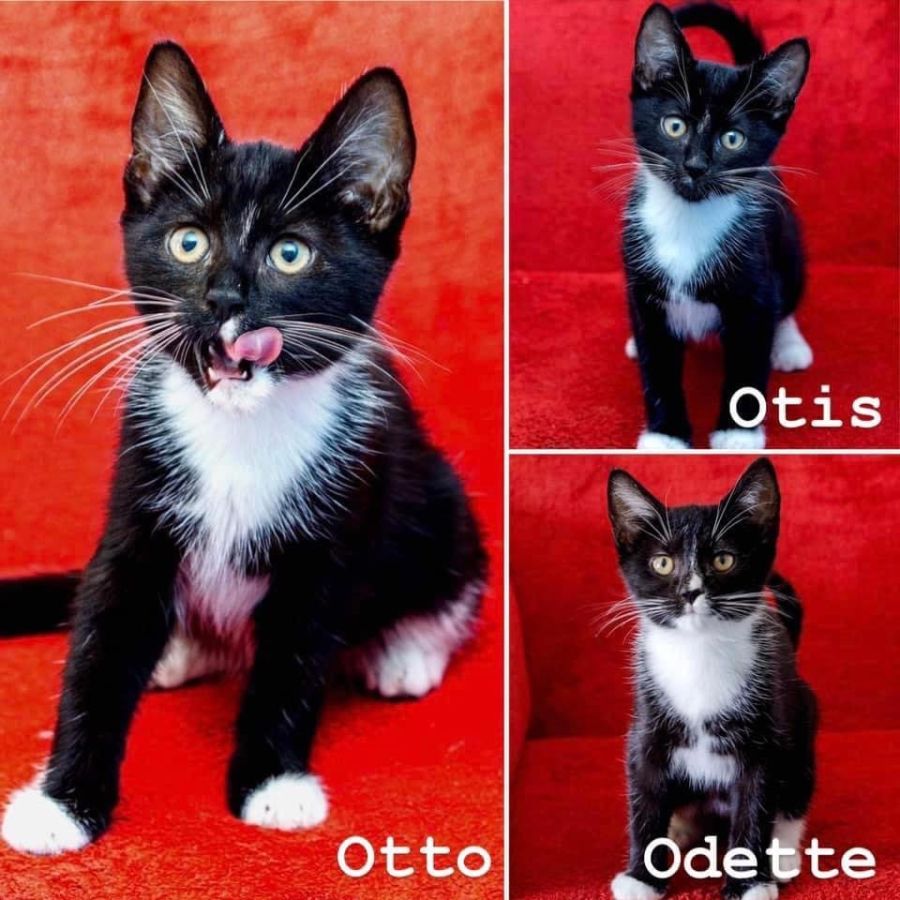 9257/9 - Odette & Otto - Male Domestic Short Hair Cat in WA - PetRescue