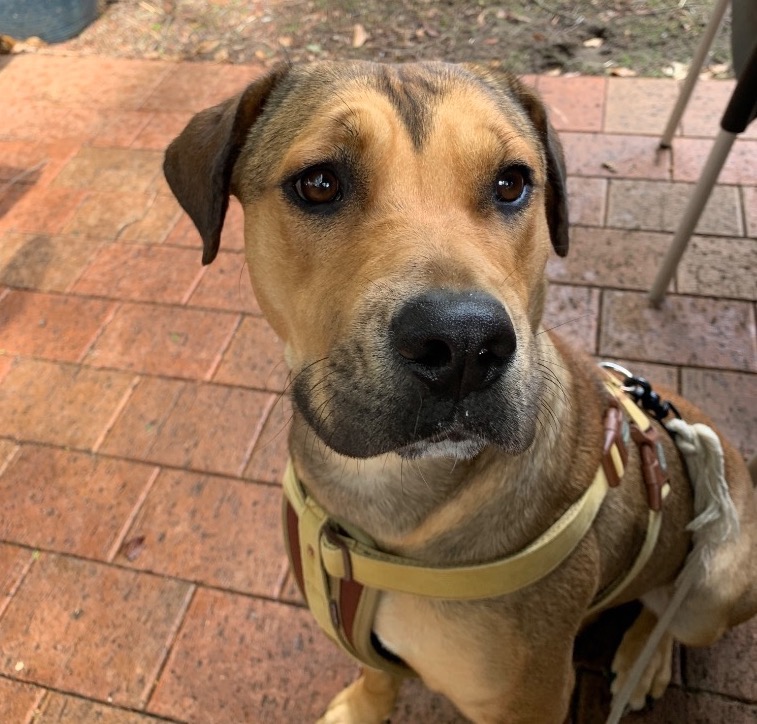 Poppy - Medium Female Mixed Breed Dog in WA - PetRescue