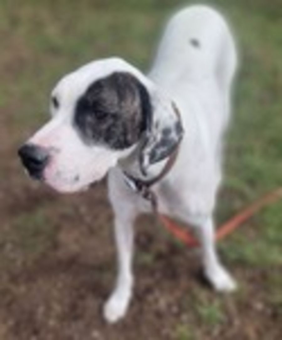 Cooper (60303) - Medium Male German Shorthaired Pointer x Bull Arab Dog ...