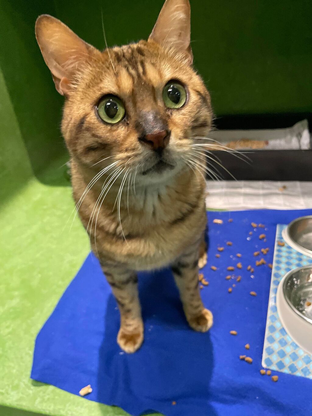Mooncake - Male Bengal Cat in VIC - PetRescue