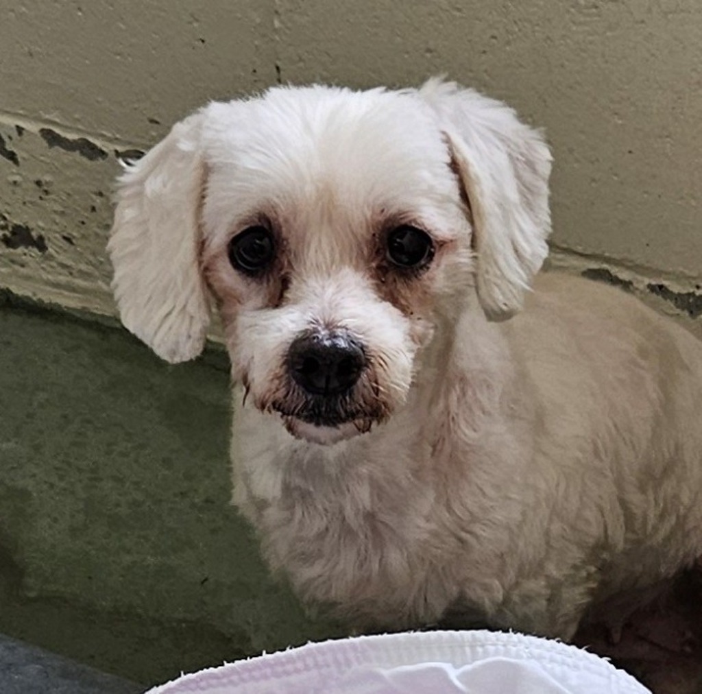 Paris - Small Female Bichon Frise x Poodle Toy Mix Dog in QLD - PetRescue