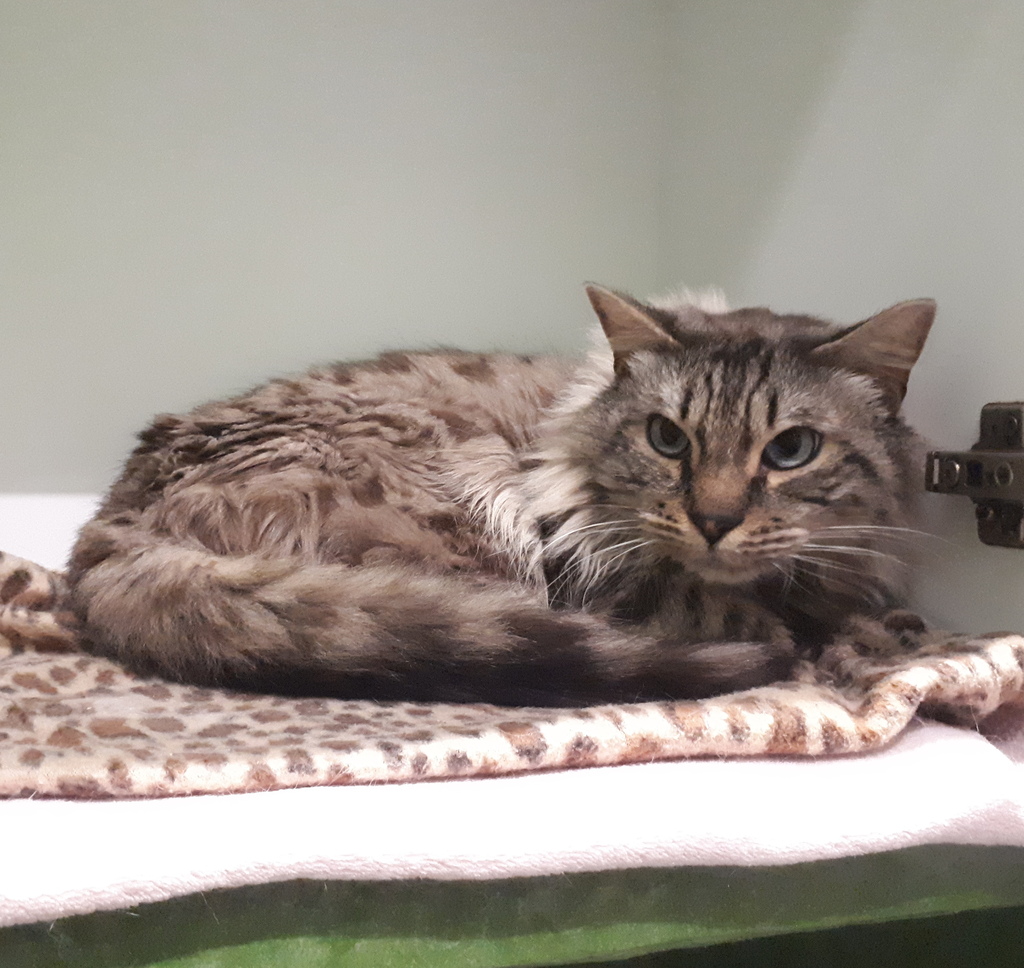 Jimbo - Male Domestic Medium Hair Cat in VIC - PetRescue