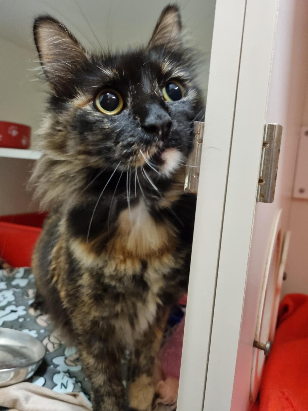 Mildred - Female Dsh Mix Cat in WA - PetRescue