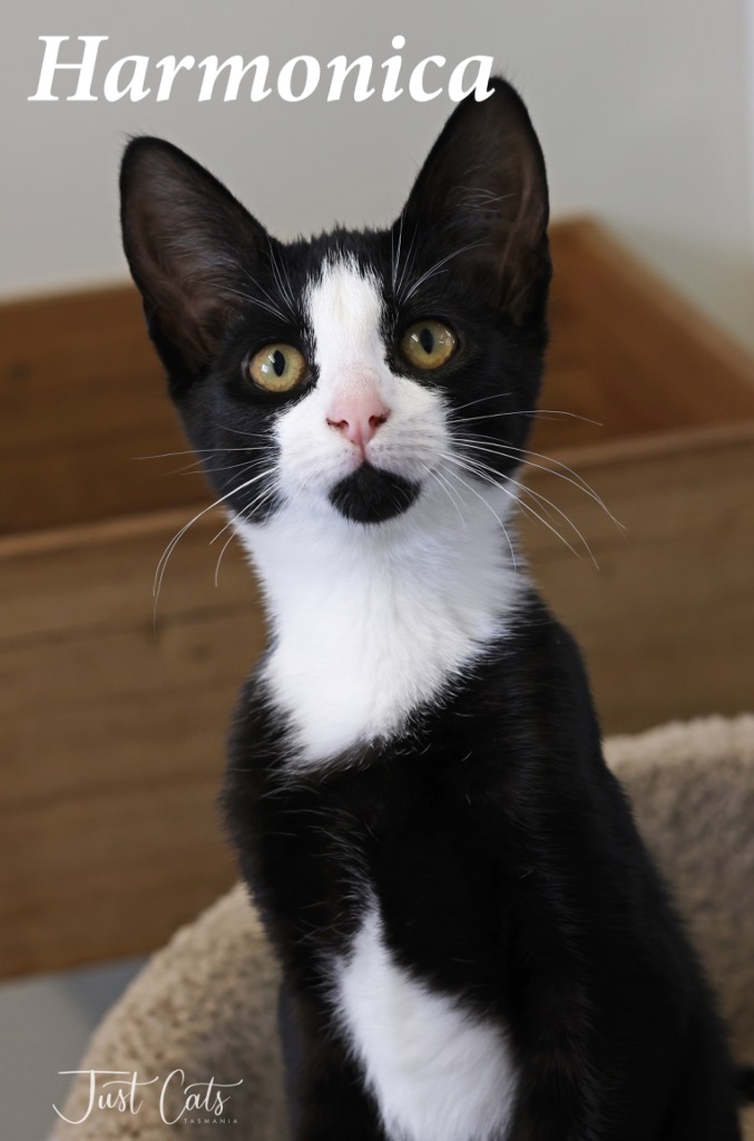 Harmonica - Petstock - Female Domestic Short Hair Cat in TAS - PetRescue