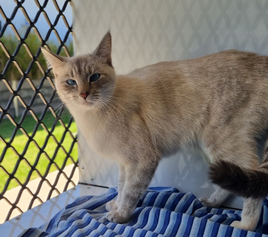 Mildred - Female Ragdoll Mix Cat in QLD - PetRescue