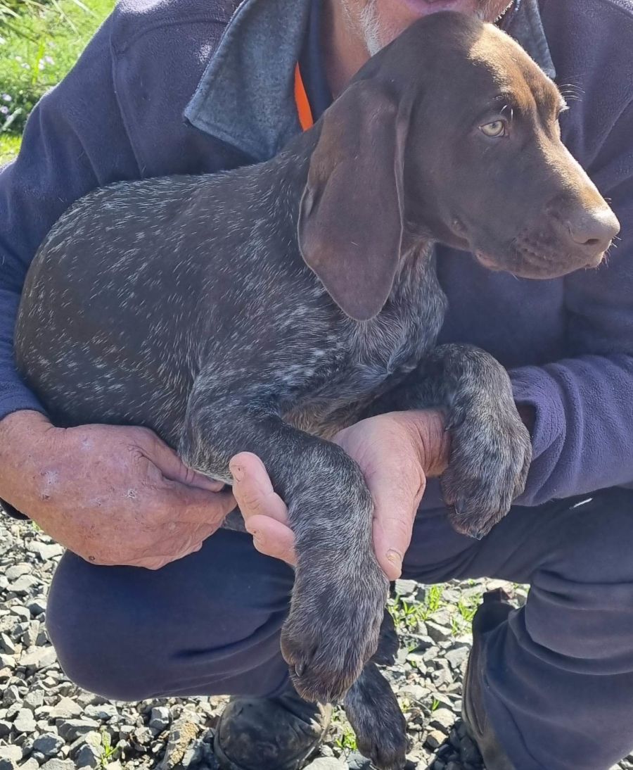 Duke - Medium Male German Shorthaired Pointer Dog in NSW - PetRescue