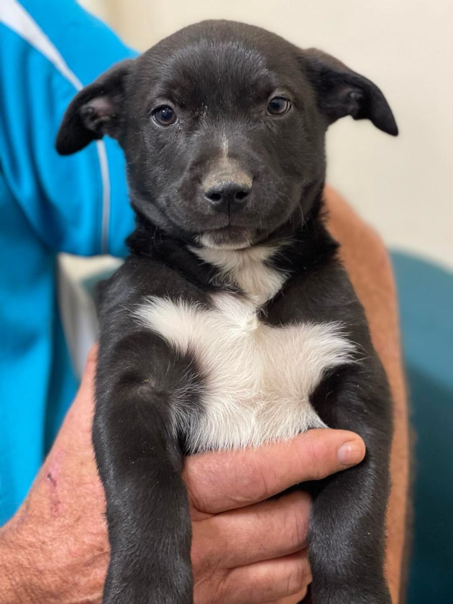 Onyx - Medium Male Staffy x Border Collie Dog in QLD - PetRescue