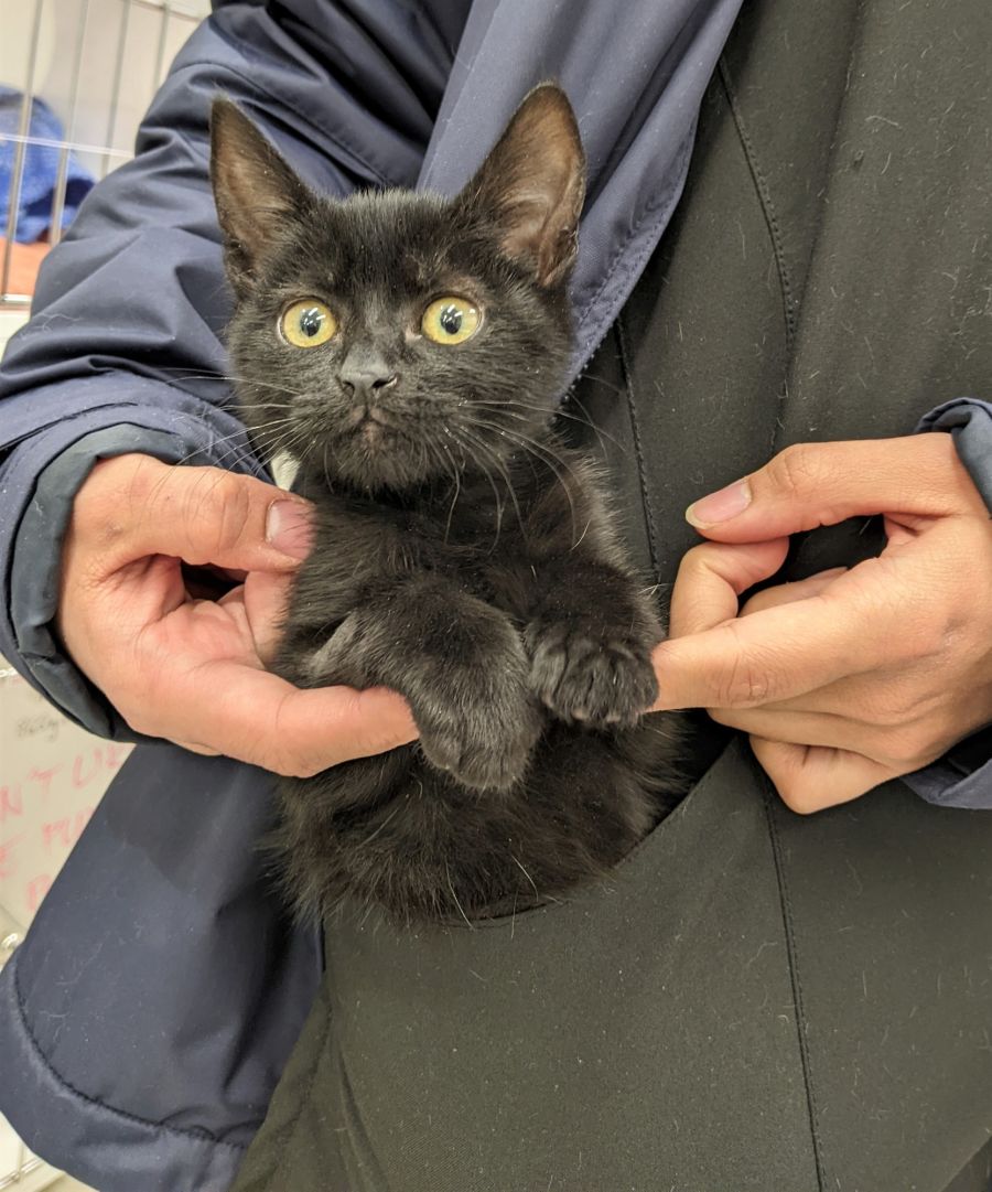 Cayenne - Female Domestic Short Hair Cat in NSW - PetRescue