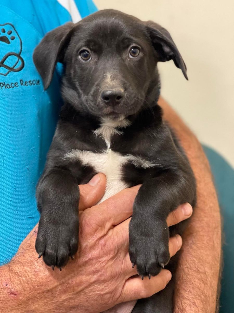 Sebastian - Medium Male Staffy x Border Collie Dog in QLD - PetRescue