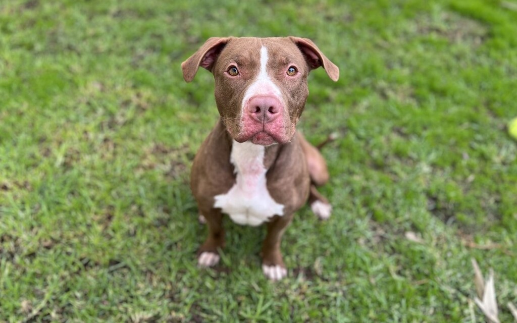 Lychee - Medium Female American Staffy Mix Dog in VIC - PetRescue