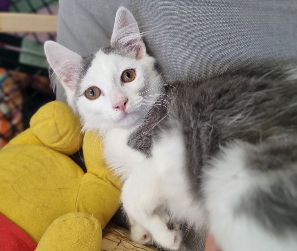 Mayo - Male Domestic Medium Hair Mix Cat in QLD - PetRescue