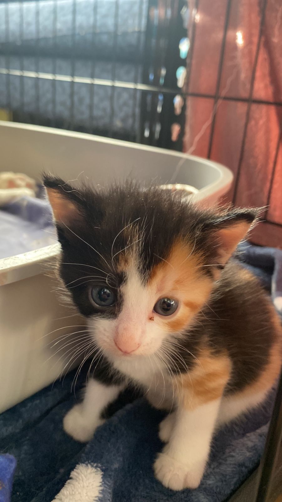 Trinket ** 2nd Chance Cat Rescue** - Female Domestic Short Hair Cat in ...