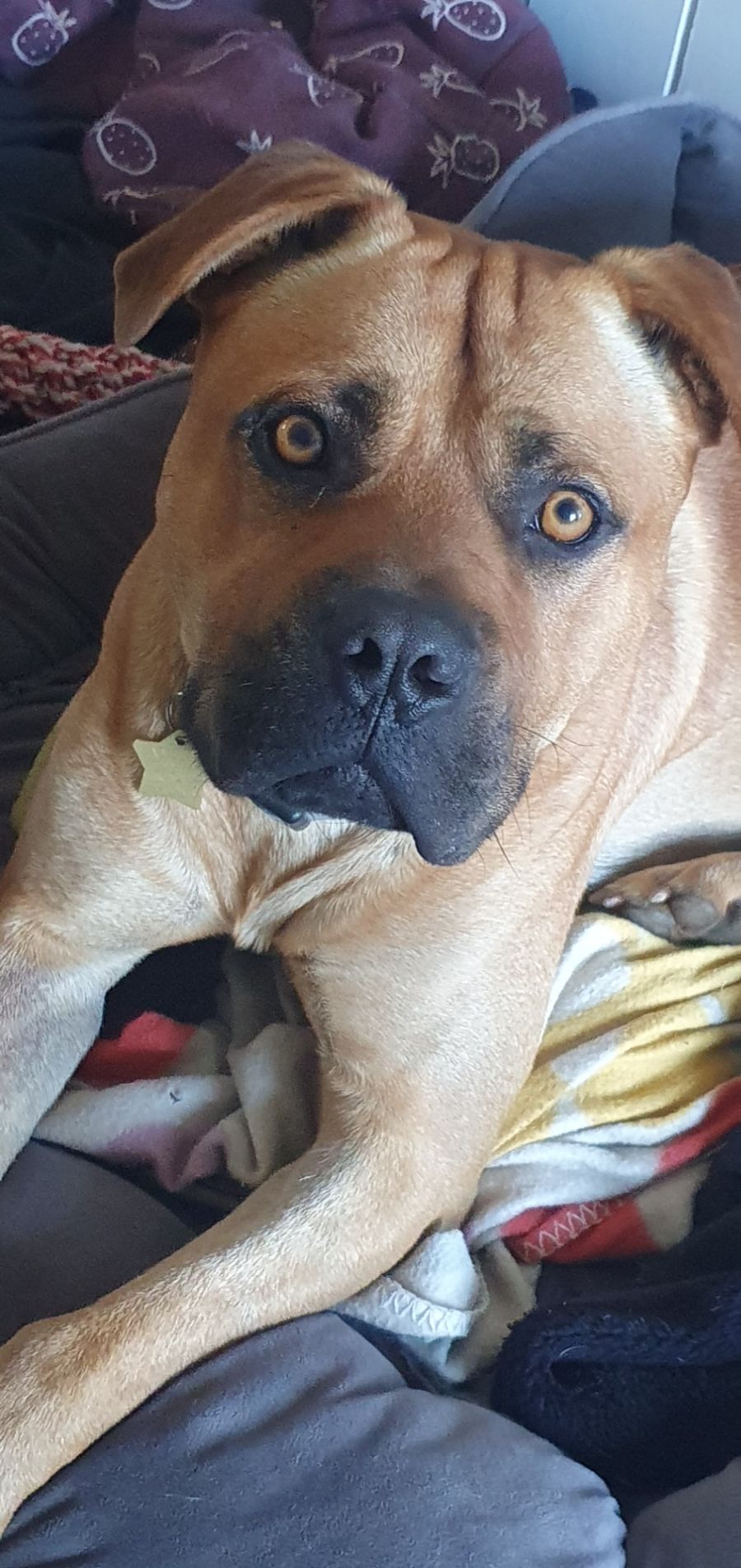 Griffy - Medium Male Boxer x American Staffordshire Terrier Mix Dog in ...