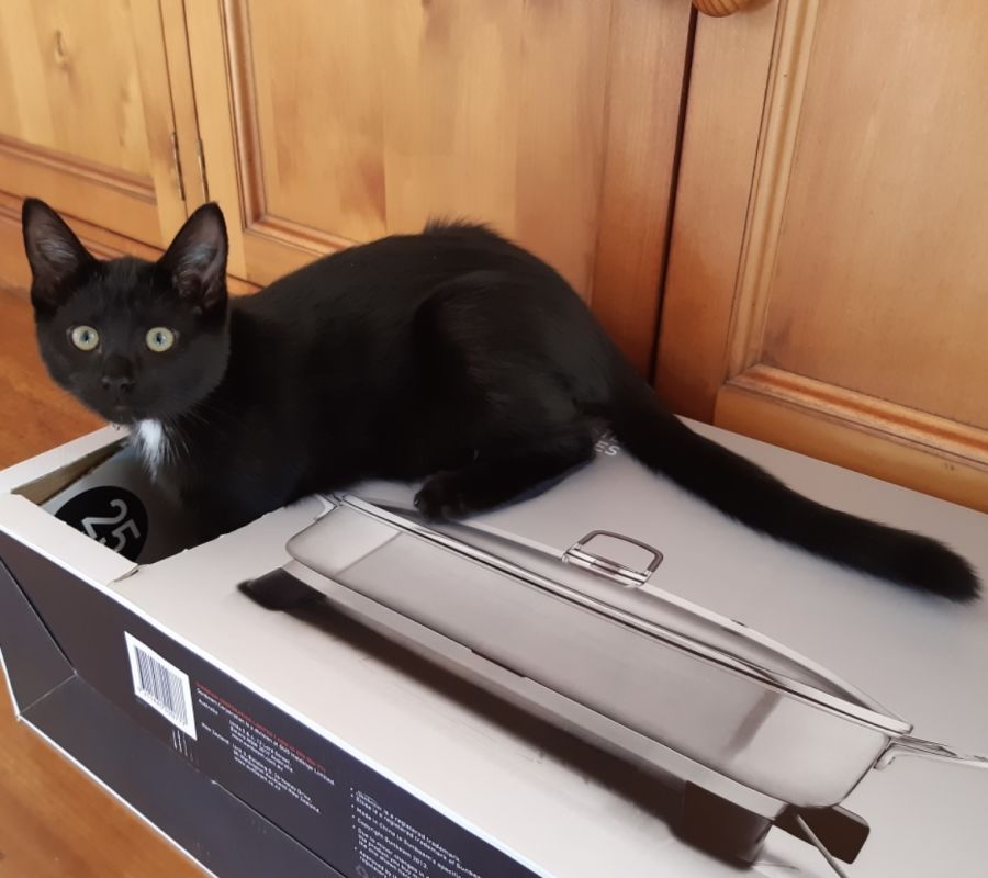 Little Lord Pinkerton - Male Ragdoll Mix Cat in VIC - PetRescue