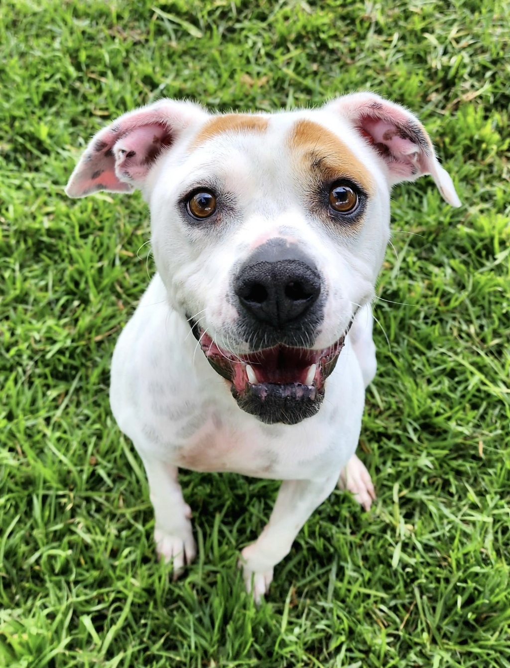Alaska - Large Female American Staffy Mix Dog in VIC - PetRescue