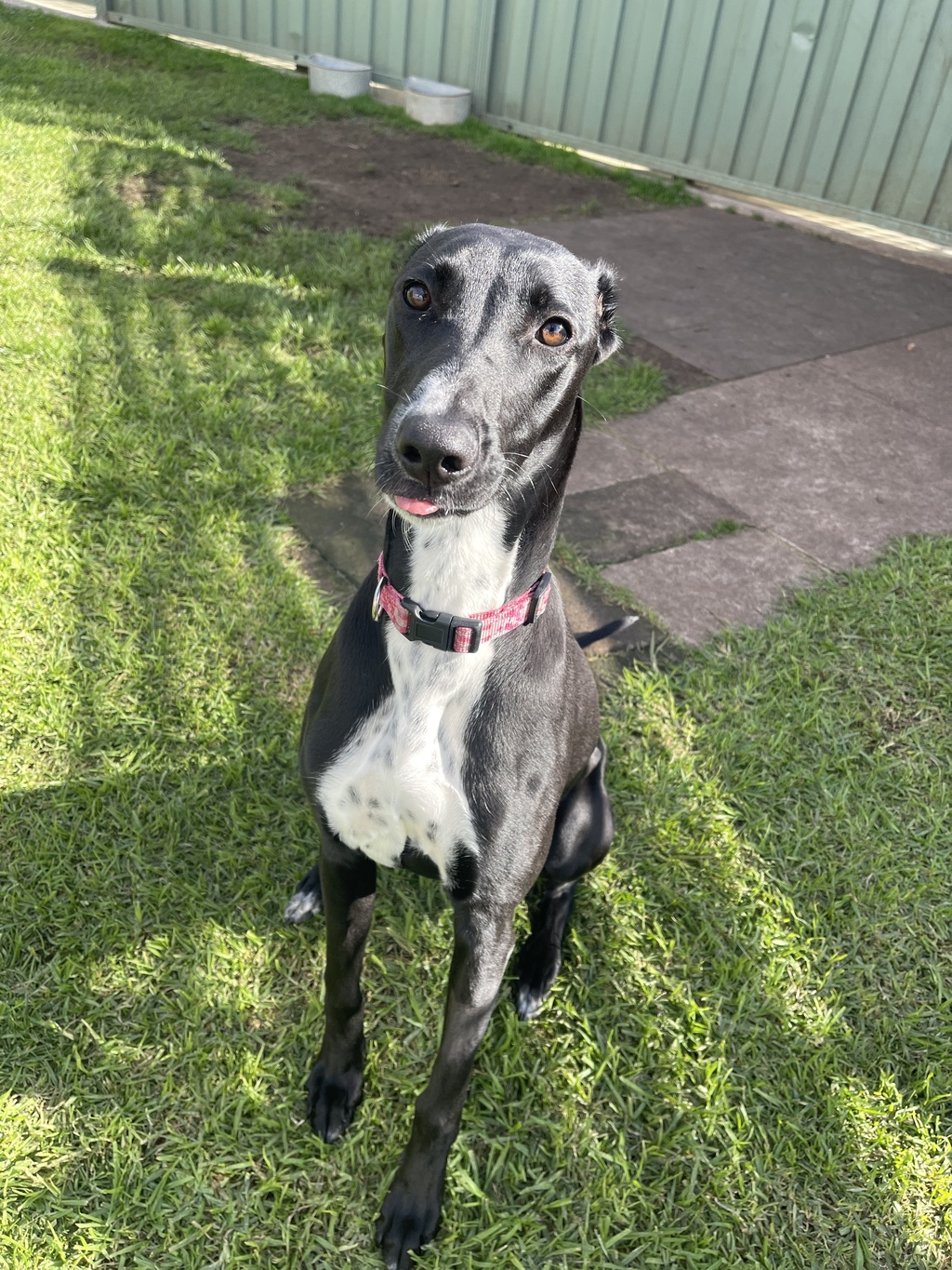Roxy - Medium Female Border Collie x Greyhound Mix Dog in VIC - PetRescue