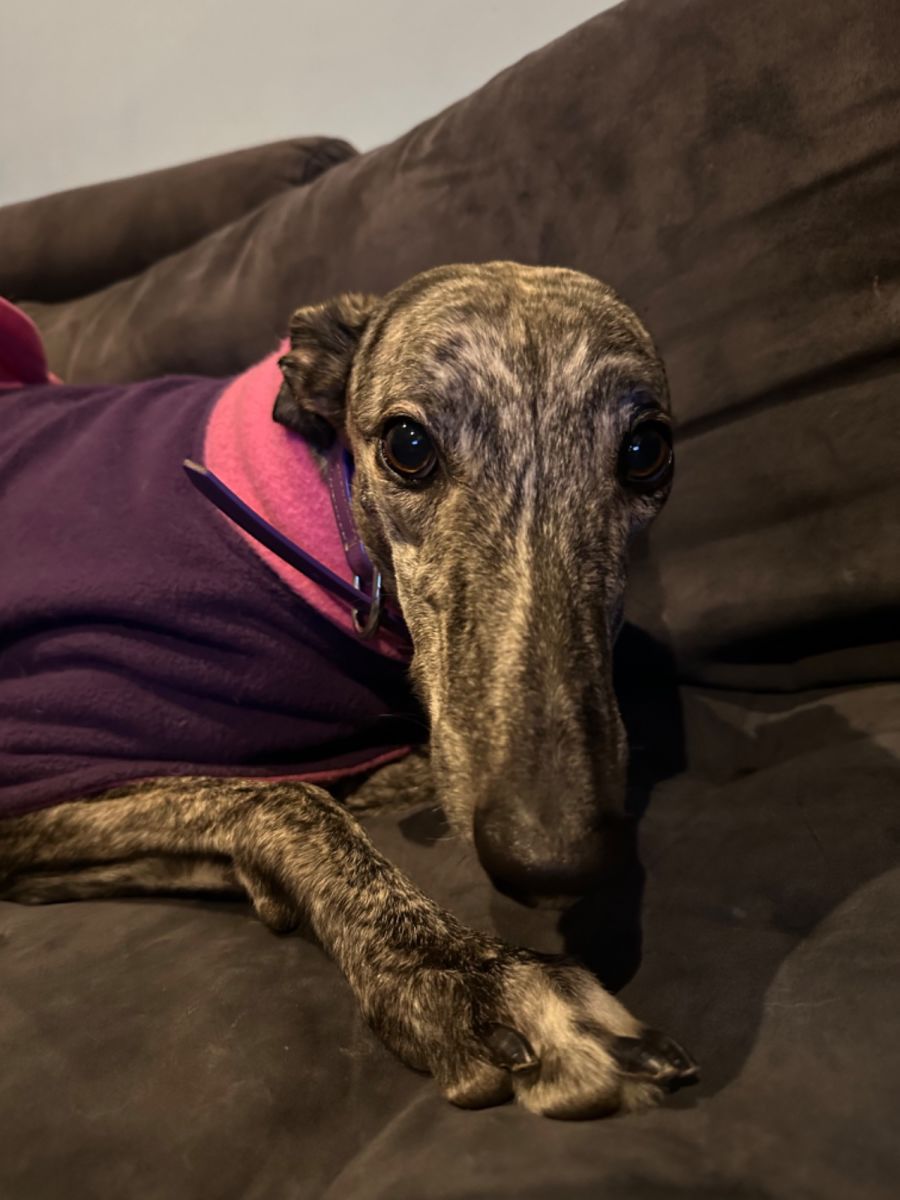 Marley - Large Female Greyhound Dog in SA - PetRescue