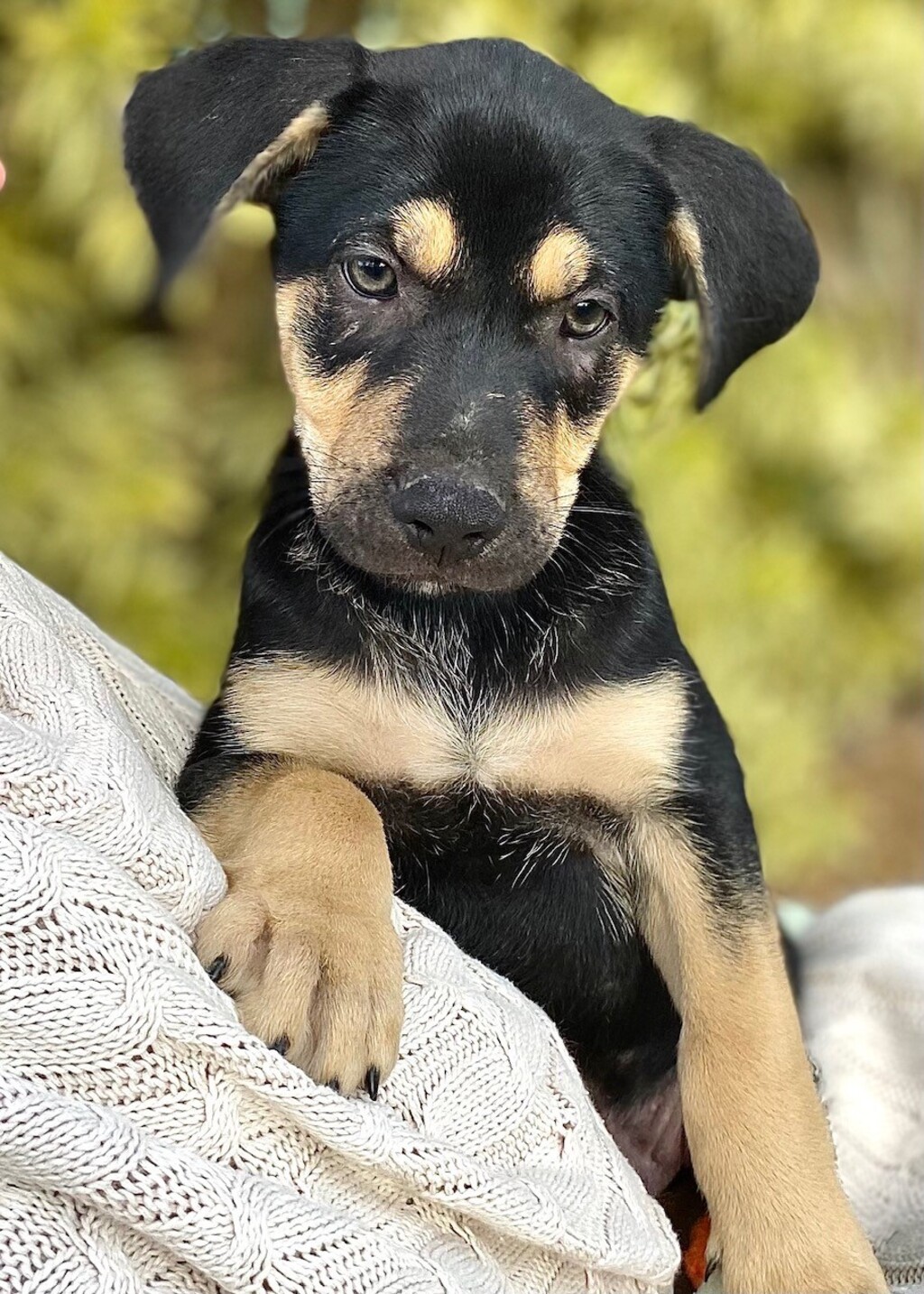 Jed - Medium Male German Shepherd x Labrador Retriever Mix Dog in QLD ...
