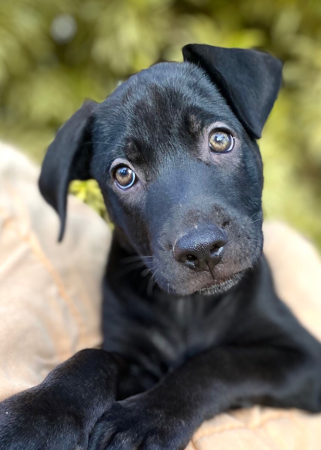 Max - Medium Male German Shepherd x Labrador Retriever Mix Dog in QLD ...