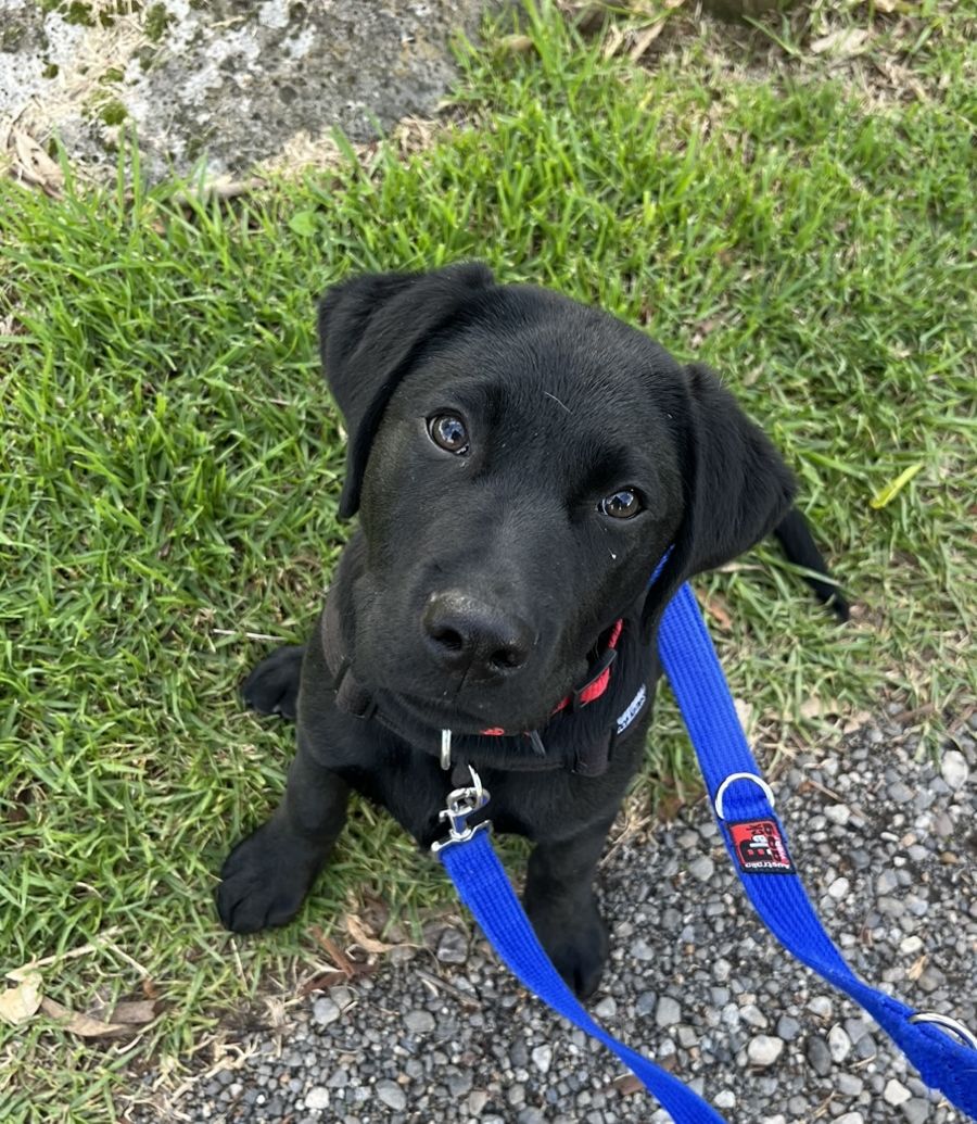 Lucas - Large Male Labrador Dog in VIC - PetRescue