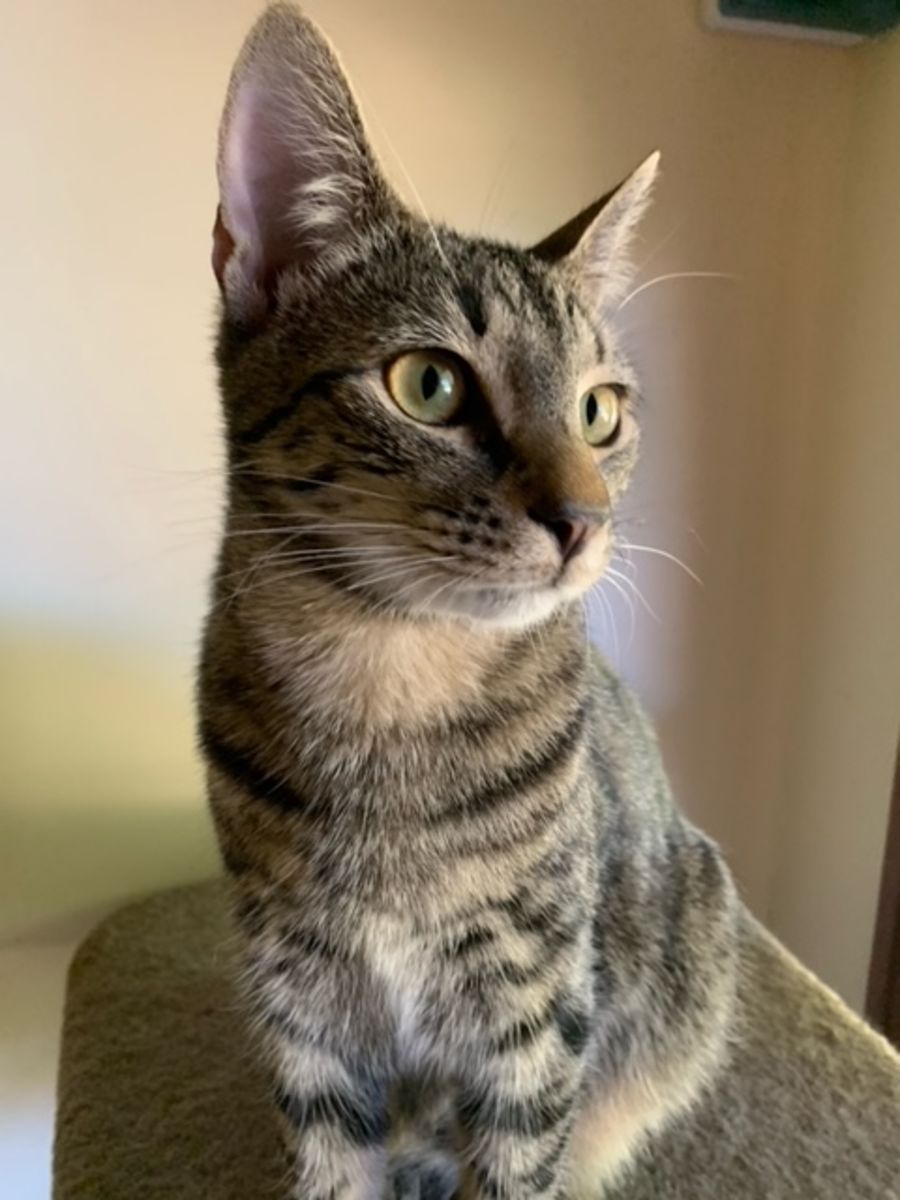 Crumpet - Male Domestic Short Hair Cat in QLD - PetRescue