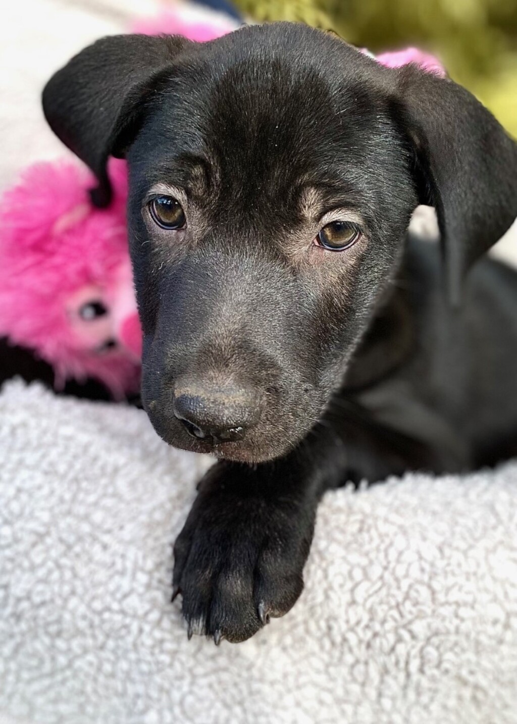 Will - Medium Male German Shepherd x Labrador Retriever Mix Dog in QLD ...