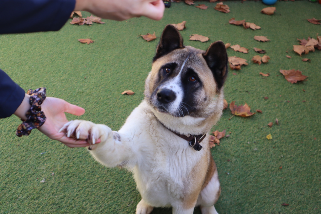 Anita - Large Female Akita Inu Mix Dog in VIC - PetRescue