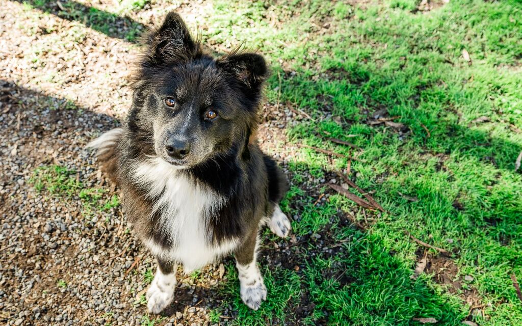 Crackers - Medium Male Border Collie Mix Dog in VIC - PetRescue