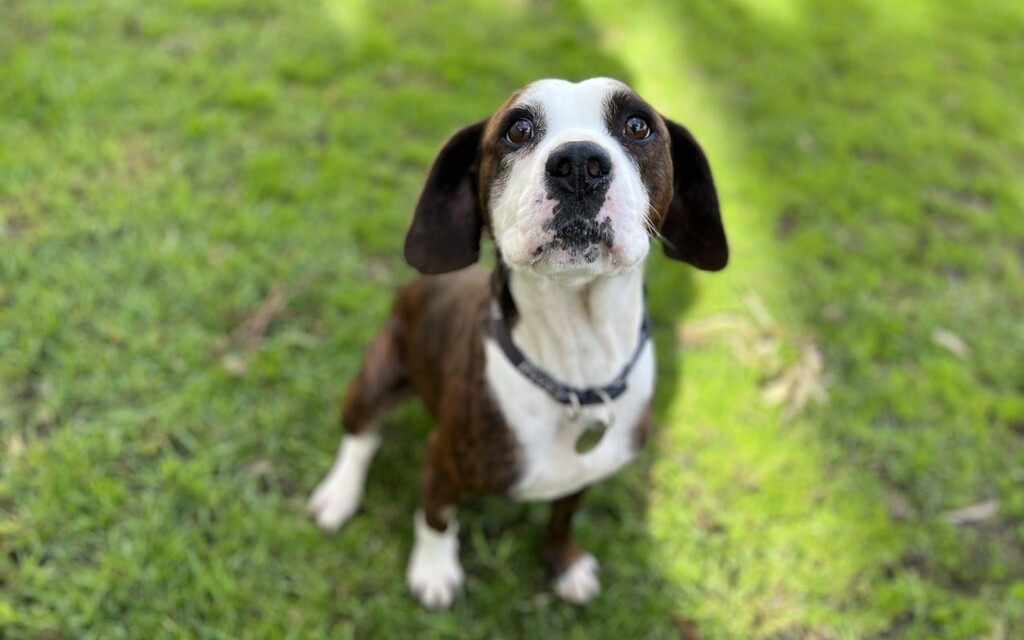Moss - Large Male Boxer x Staffordshire Bull Terrier Mix Dog in VIC ...