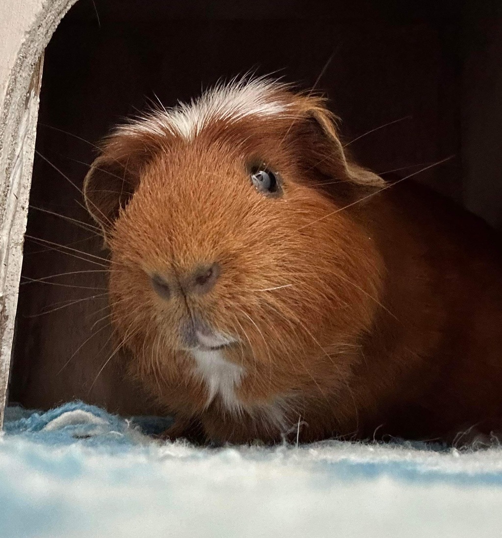 Sheldon - Male Short-hair Abyssinian Mix Guinea Pig in NSW - PetRescue