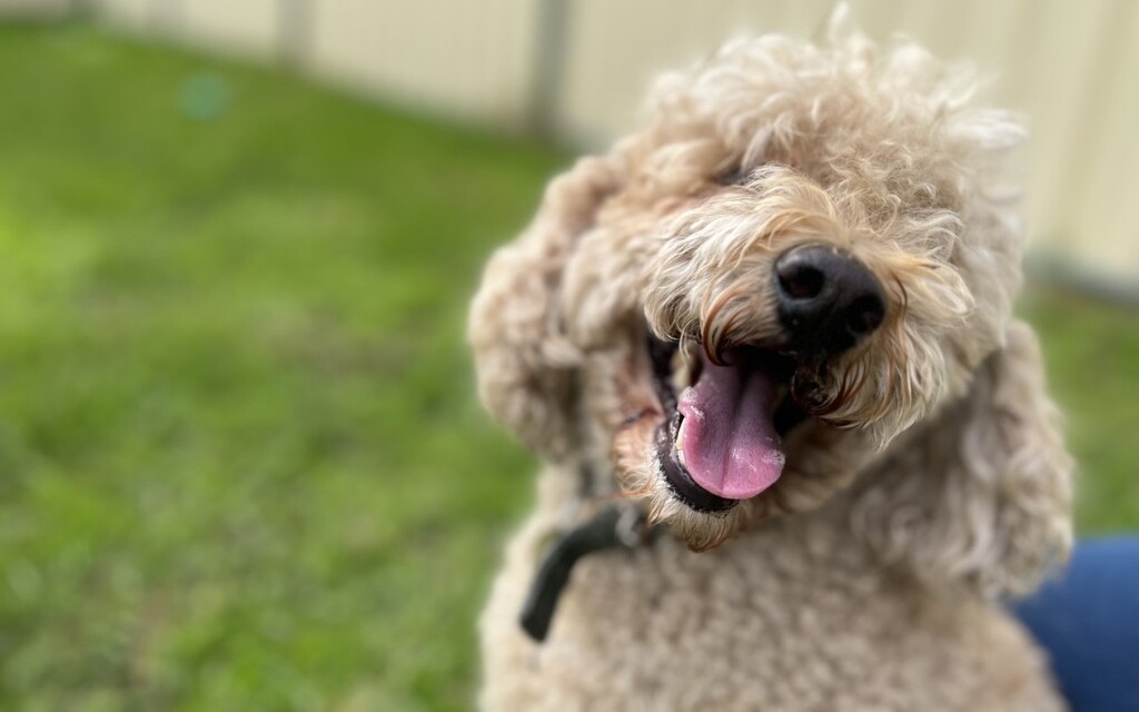 Ruffy - Small Male Poodle Toy Mix Dog in VIC - PetRescue