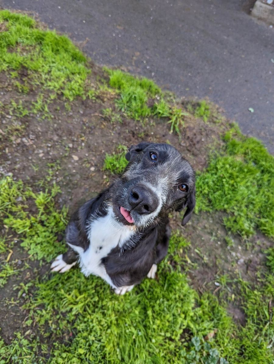 Izzy - Large Female Staghound Mix Dog in VIC - PetRescue