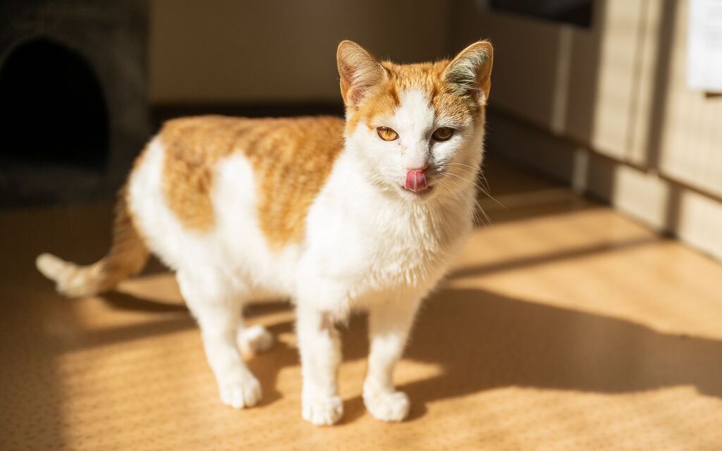 Filbert - Male Domestic Short Hair Mix Cat in VIC - PetRescue