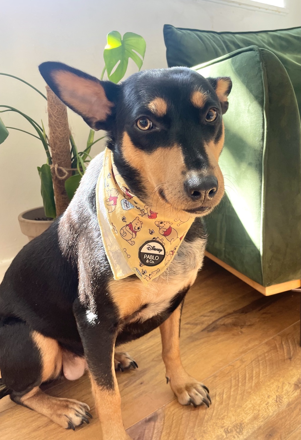 Mini - Medium Female Kelpie Dog in VIC - PetRescue