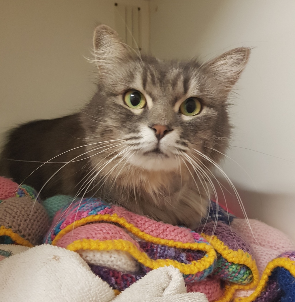 Wombat - Female Dmh Mix Cat in WA - PetRescue