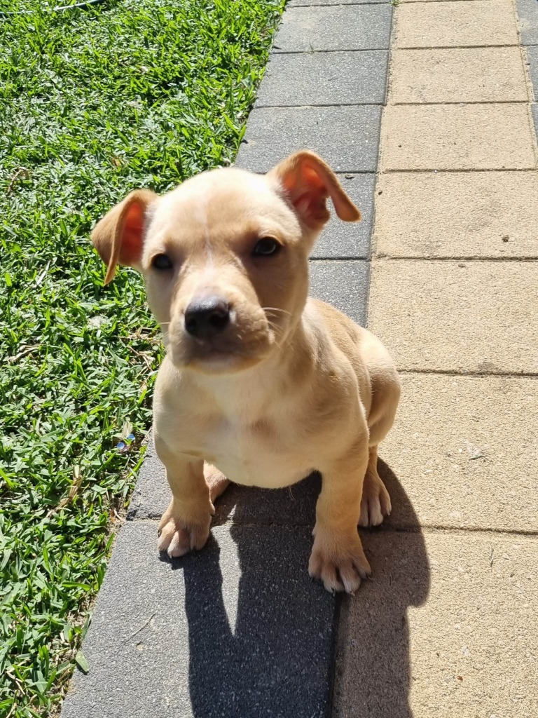 Little Jack - Medium Male Mastiff x American Staffordshire Bull Terrier ...