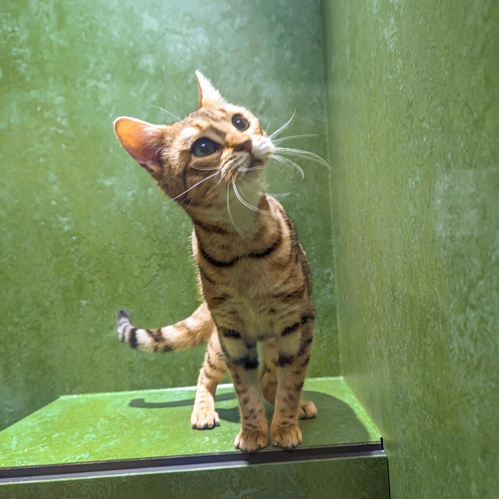 Brandine - Female Bengal Cat in VIC - PetRescue
