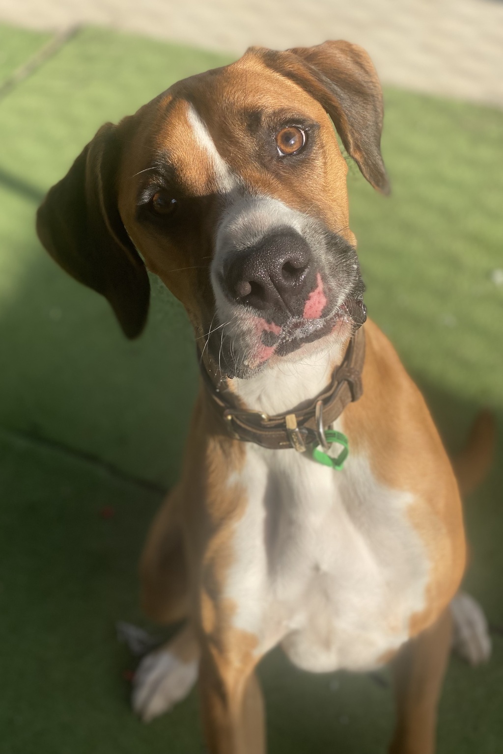 Dirk - Large Male Boxer x German Shorthaired Pointer Mix Dog in VIC ...