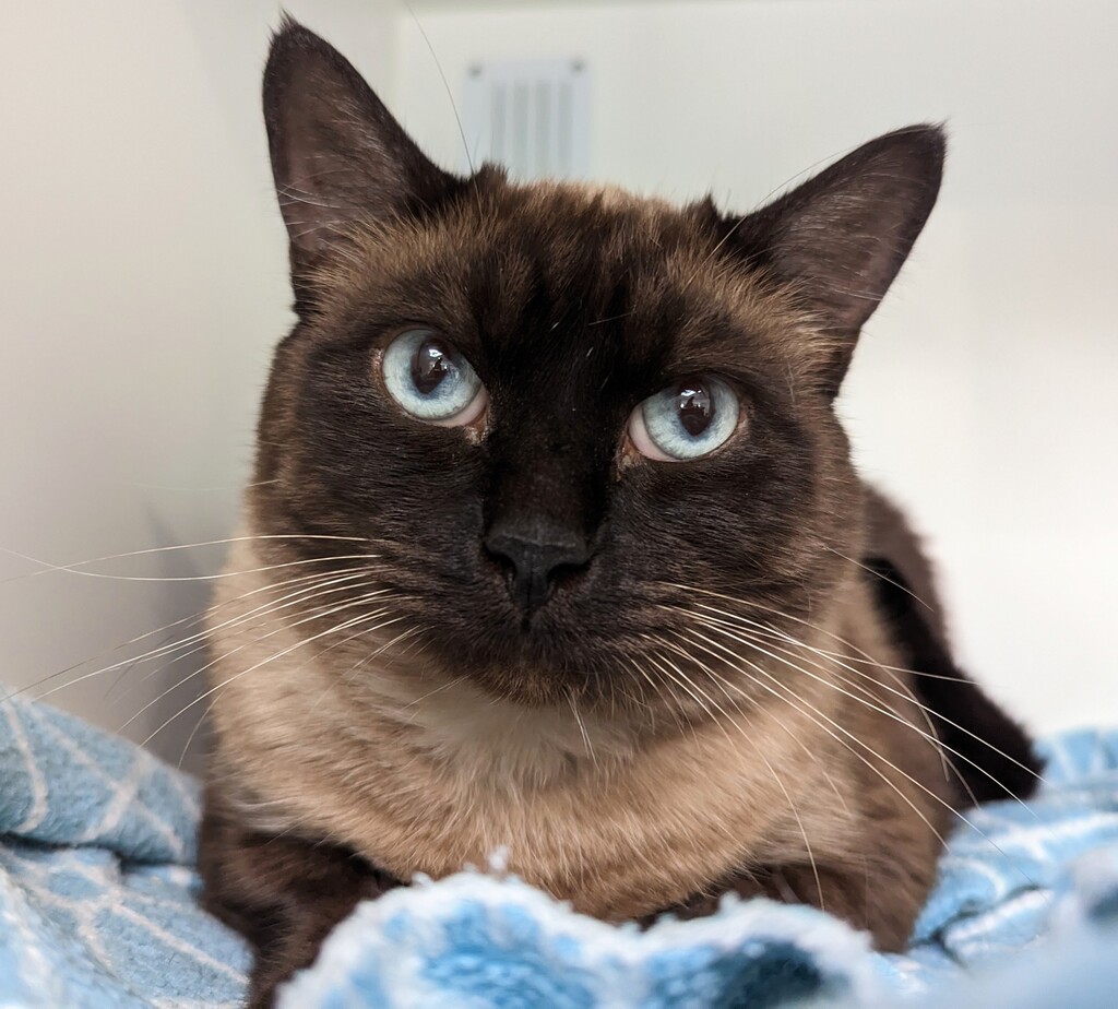 Lando - Male Tonkinese Mix Cat in QLD - PetRescue