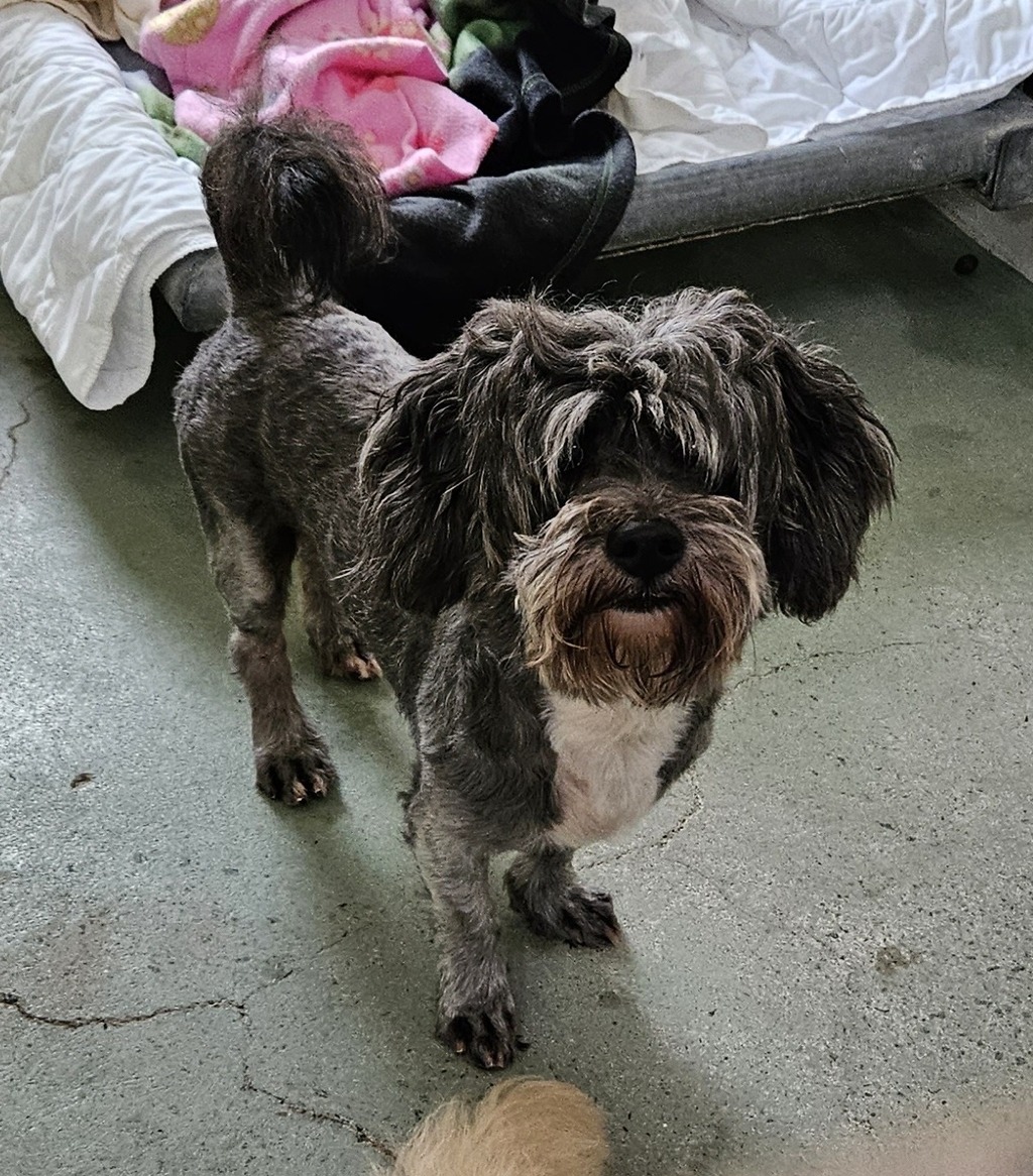 Leo - Small Male Bichon Frise x Poodle Toy Mix Dog in QLD - PetRescue