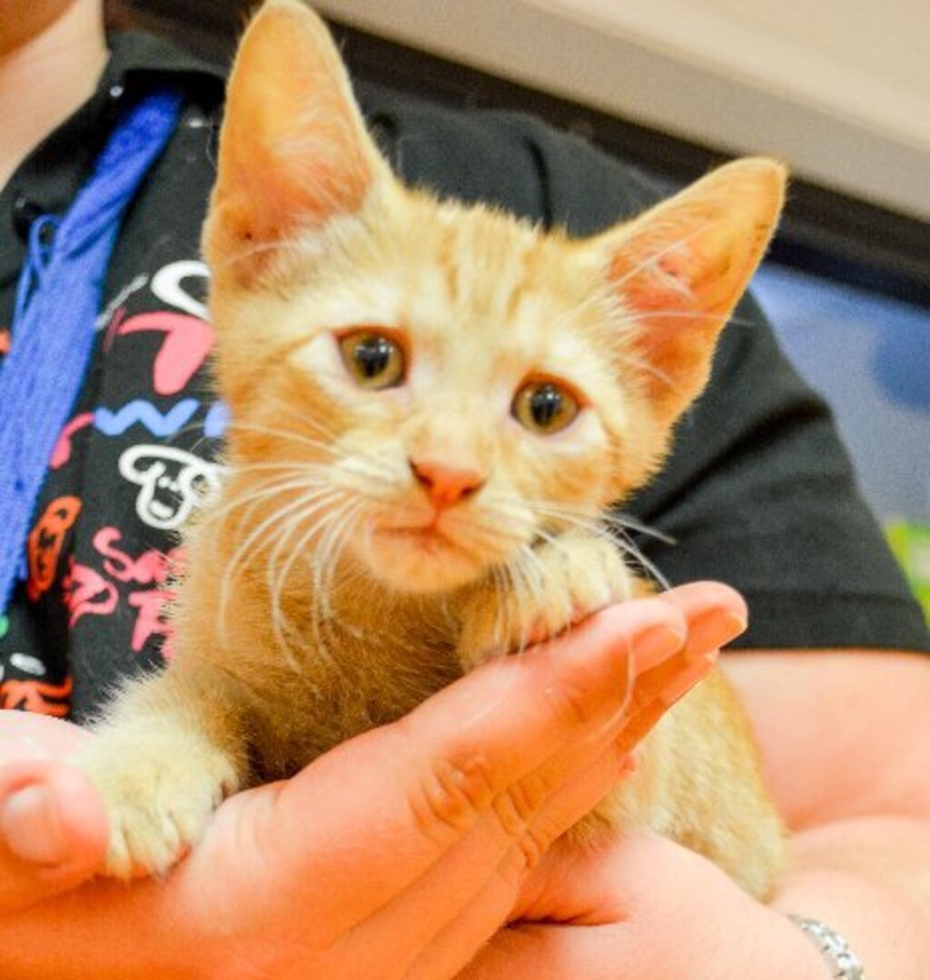 Hamish - Male Domestic Short Hair Mix Cat in QLD - PetRescue
