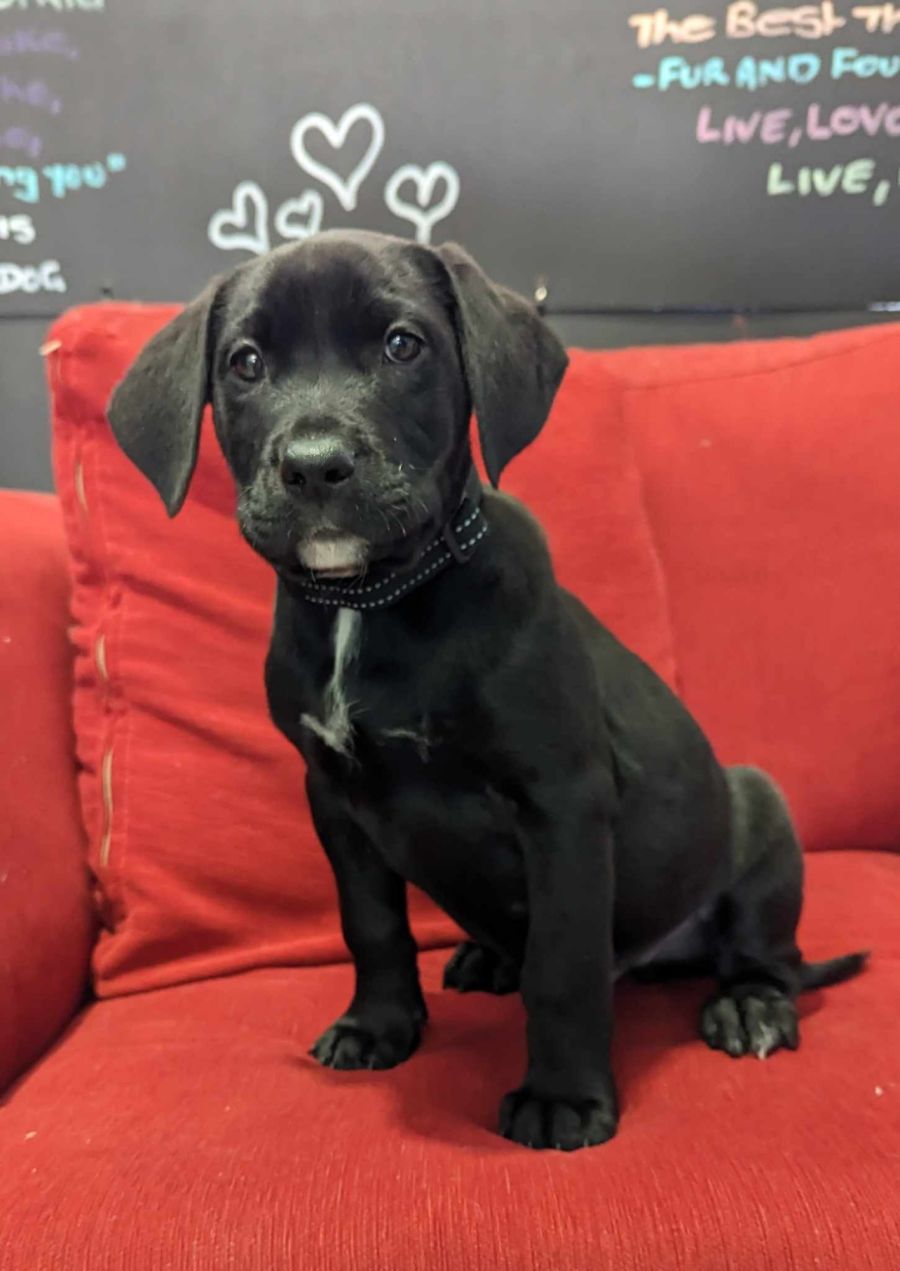 Asher - Large Male Golden Retriever x American Staffordshire Terrier ...