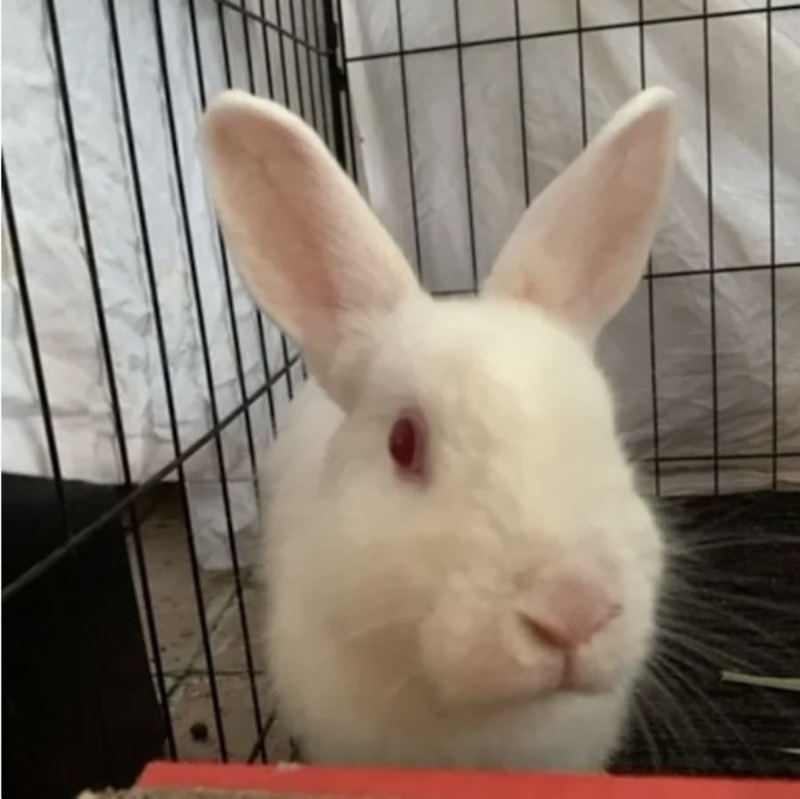 Fenec - Female Rabbit in NSW - PetRescue