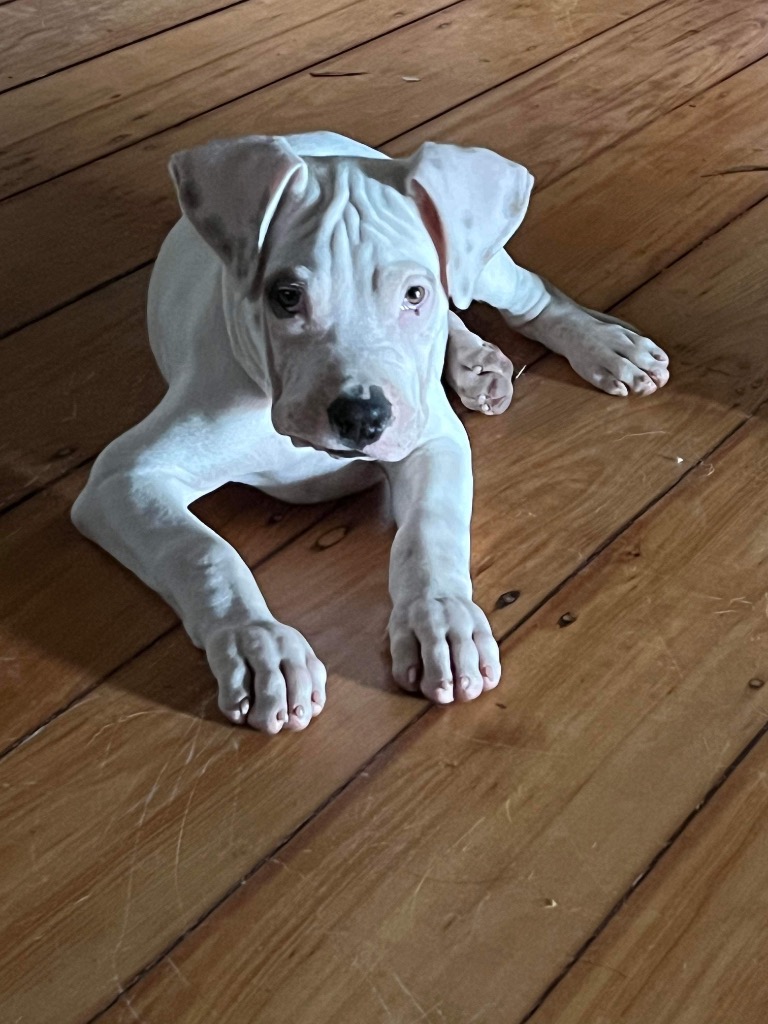 Drogo - Large Male Great Dane Mix Dog in QLD - PetRescue