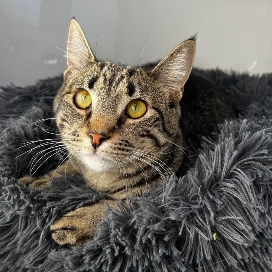 8667 - Leonard - Male Domestic Short Hair Cat in WA - PetRescue