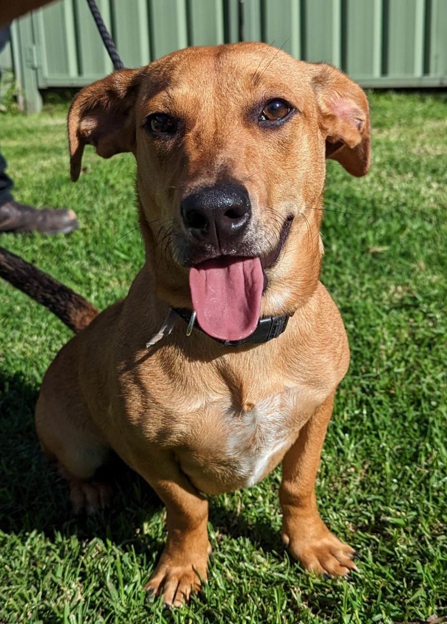 Peanut - Small Female Dachshund x Kelpie Dog in NSW - PetRescue