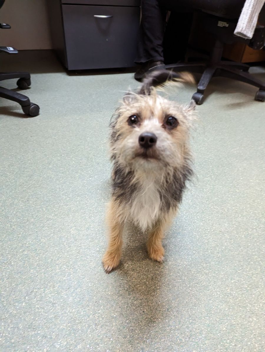 Chiko - Small Female Silky Terrier Mix Dog in VIC - PetRescue