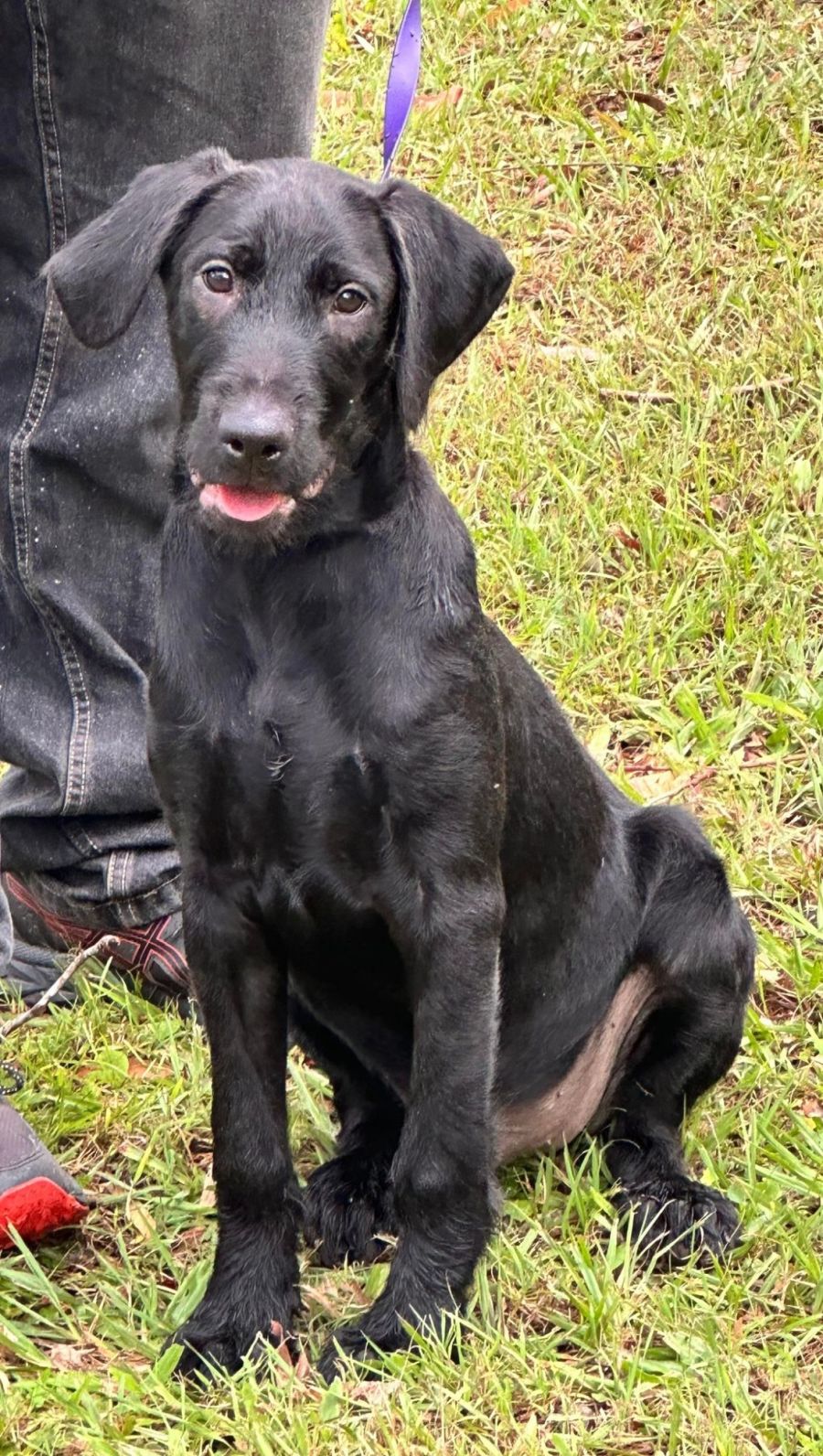 Benedict - Medium Male Poodle Mix Dog in QLD - PetRescue