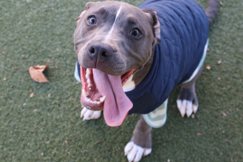 Max - Small Male Staffy Mix Dog in VIC - PetRescue