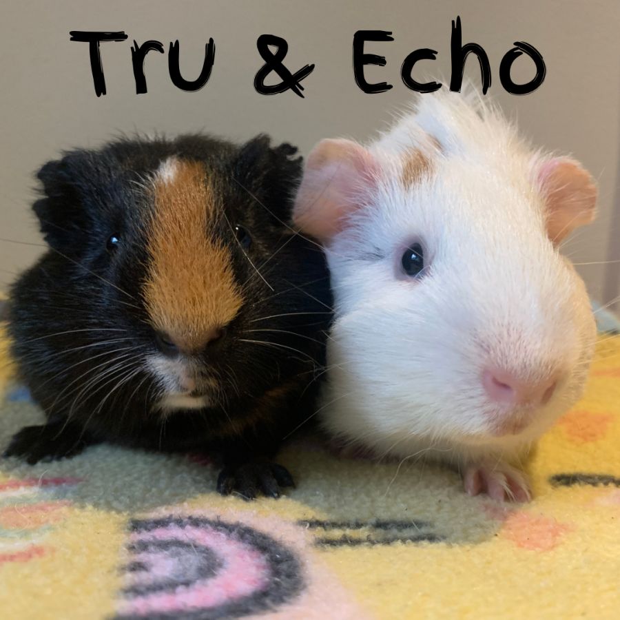 Tru & Echo - Male Short-hair Ridgeback Mix Guinea Pig in QLD - PetRescue